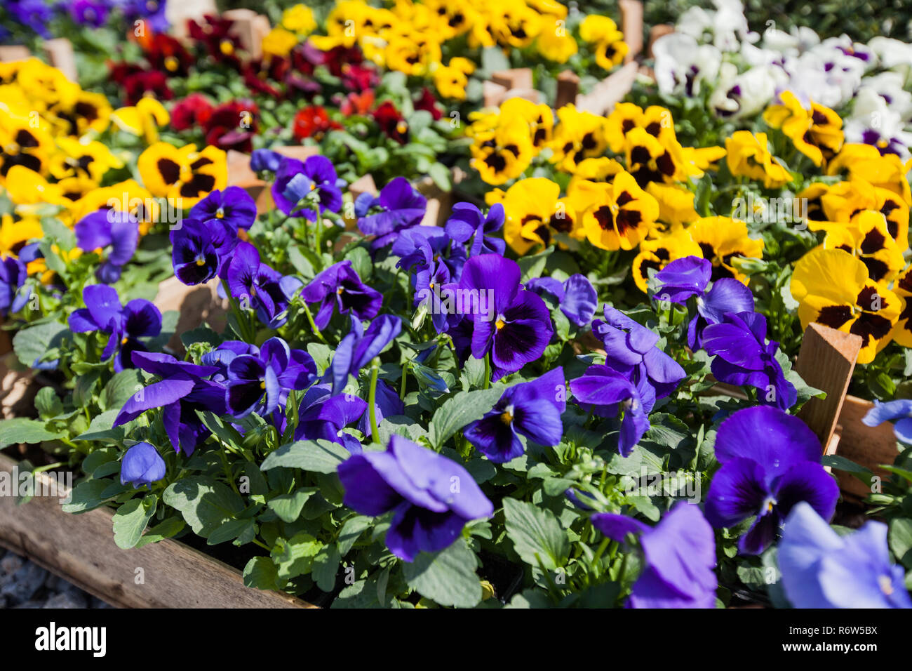 Colorful Spring Flowers Stock Photo - Alamy