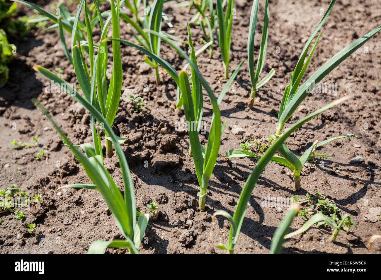 Organic Spring Onion Vegetable Stock Photo - Alamy