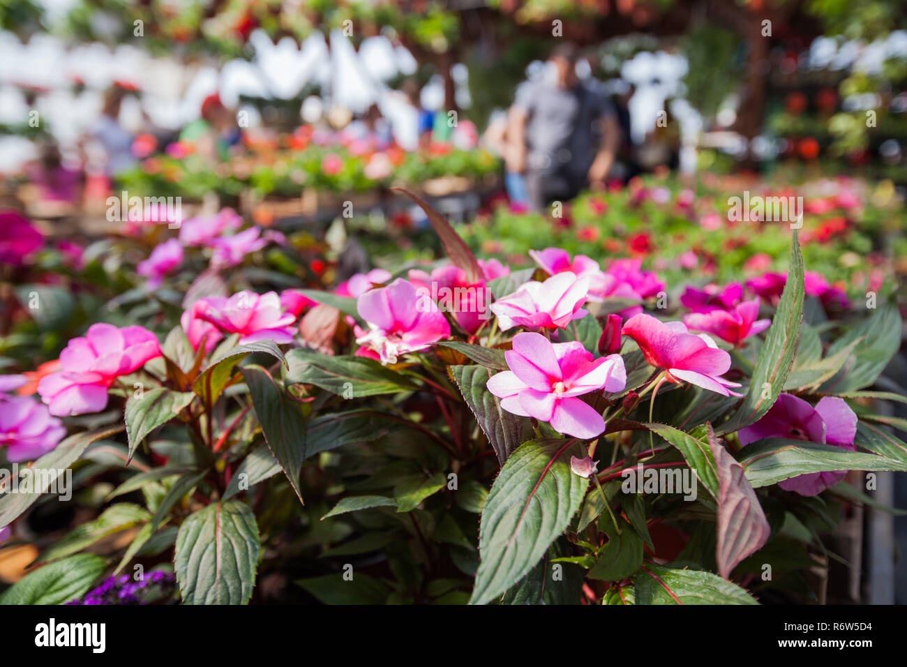 Colorful Spring Flowers Stock Photo - Alamy
