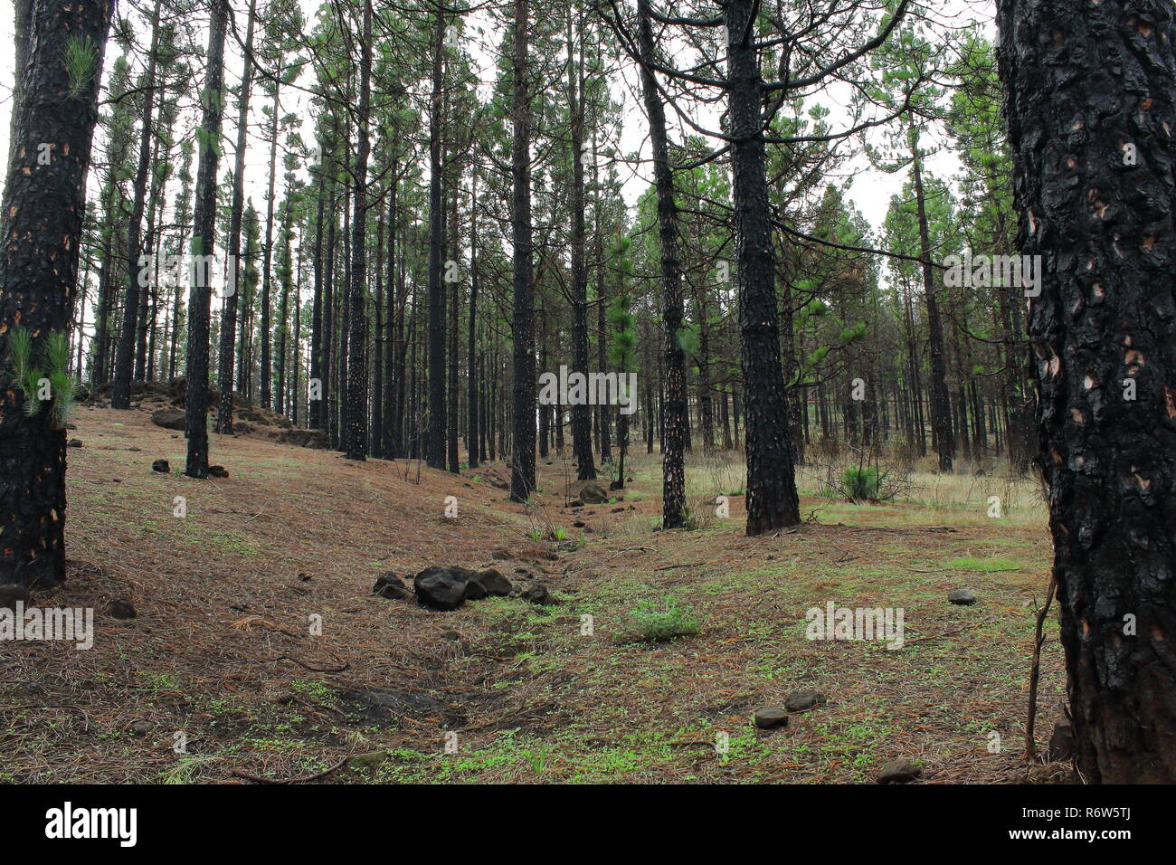 Bosque de pinos. Pine forest Stock Photo - Alamy