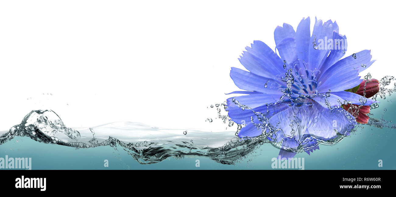 Chicory in water hi-res stock photography and images - Alamy