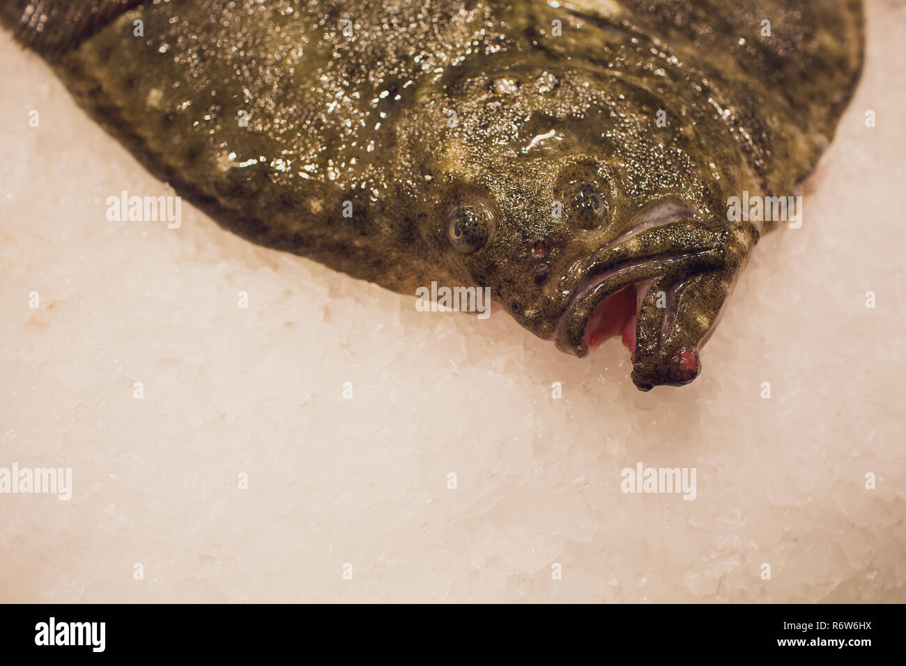 Halibut Fish High Resolution Stock Photography and Images - Alamy
