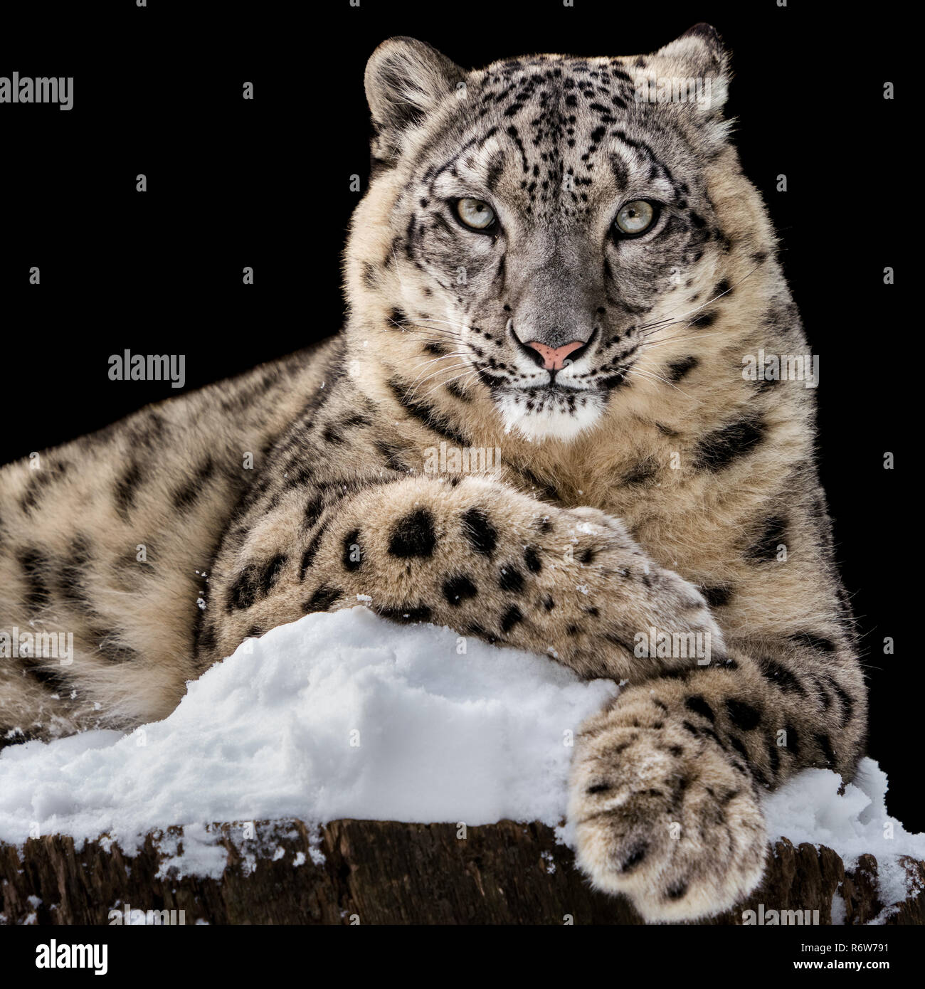 Sunbathing Snow Leopard IV Stock Photo - Alamy