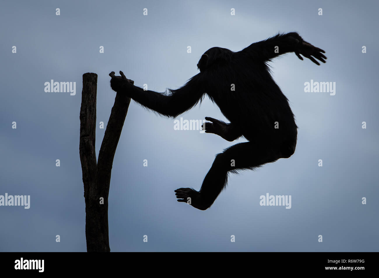 Chimpanzee swing hi-res stock photography and images - Alamy