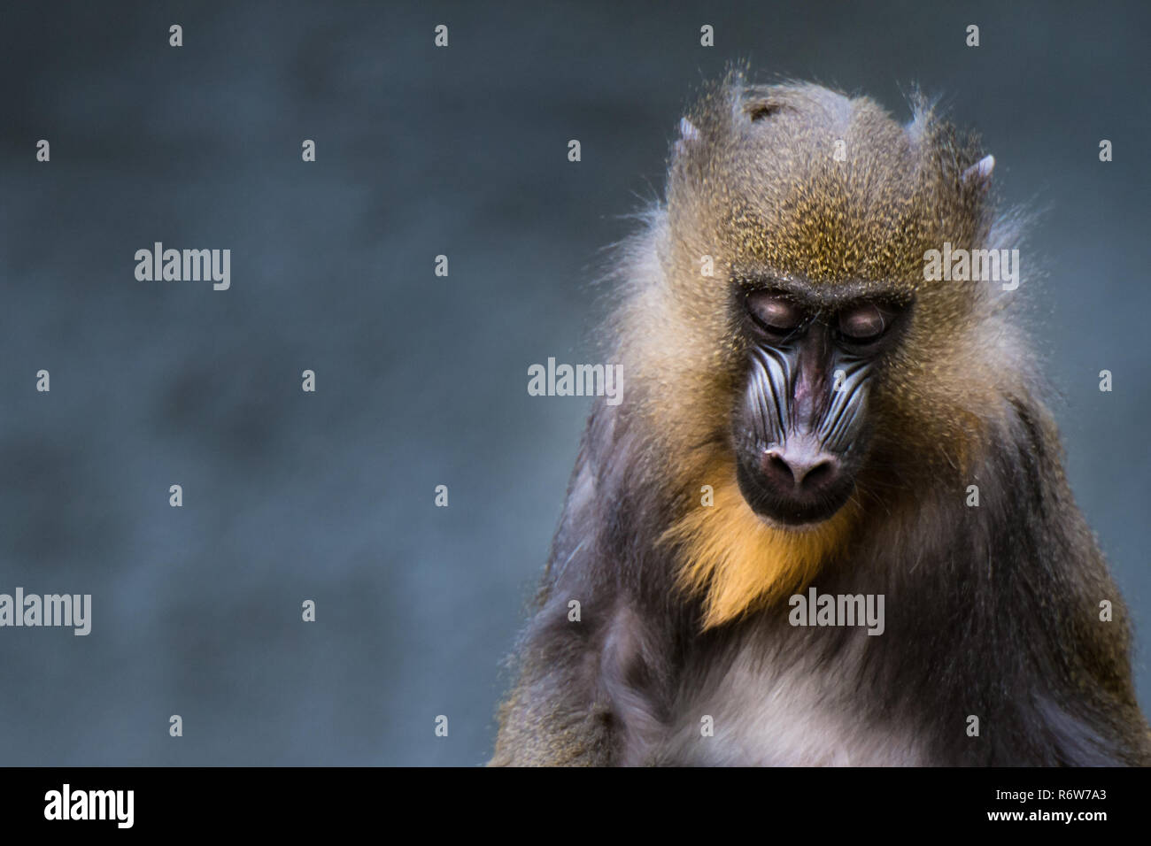 Female mandrill hi-res stock photography and images - Alamy