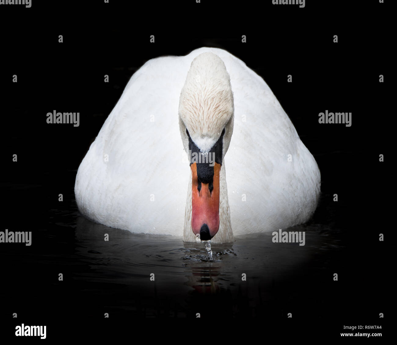 Mute backdrop hi-res stock photography and images - Alamy
