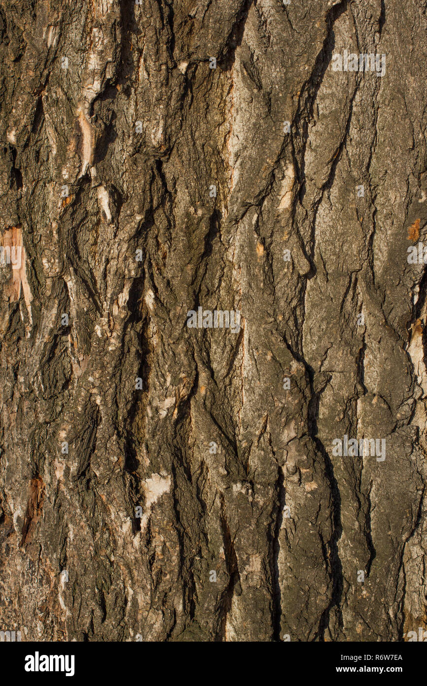 the texture of forest tree bark texture Stock Photo - Alamy