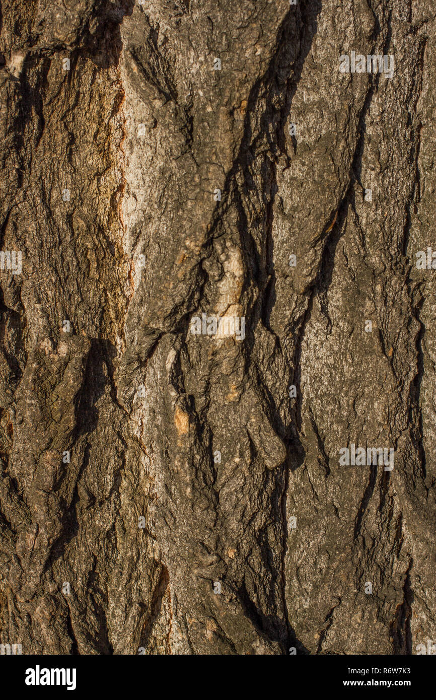 the texture of forest tree bark texture Stock Photo - Alamy