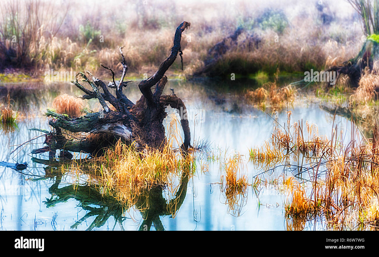 Flog lifts in this wetland image where a gnarly tree stump reflects in ...