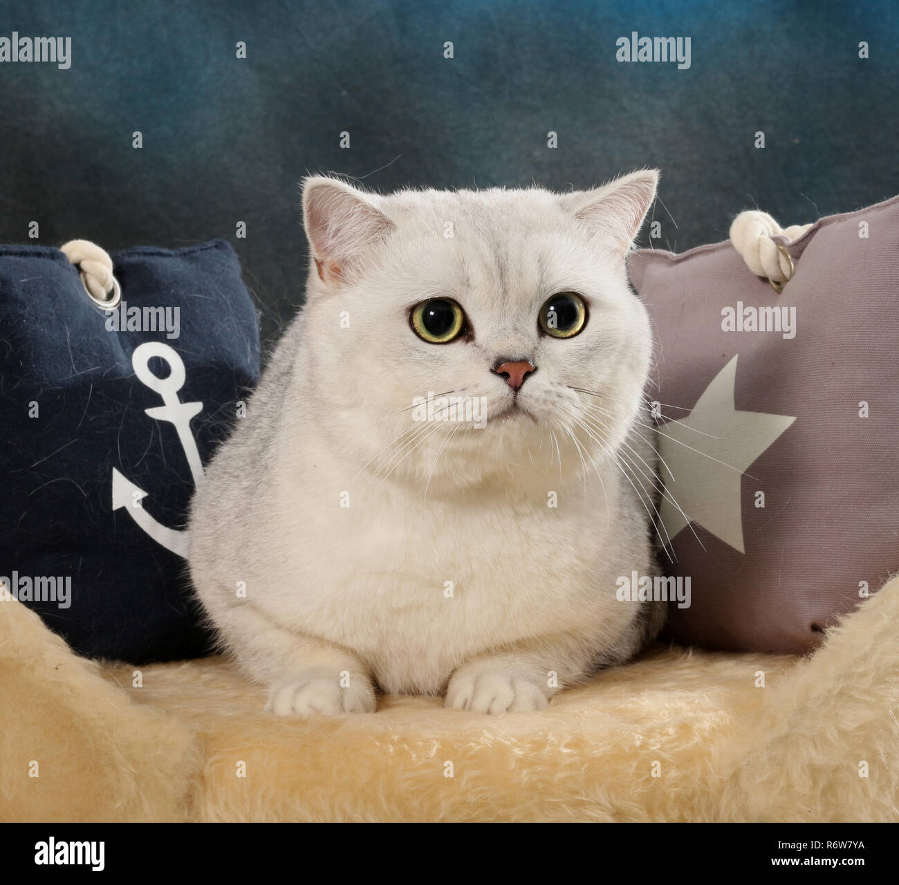 Scottish straight longhair hi-res stock photography and images - Alamy