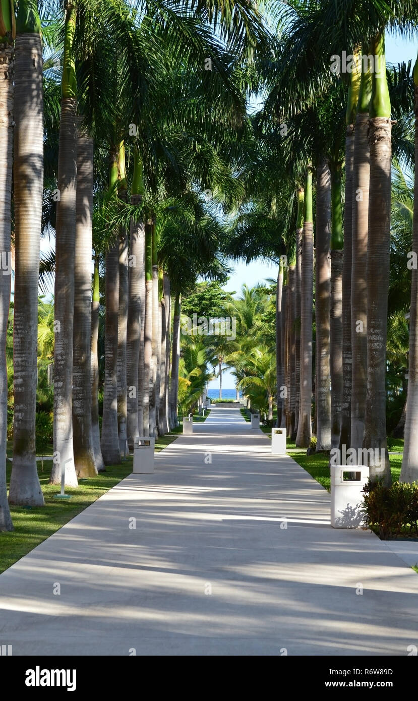 A long pathway through some tropical trees Stock Photo - Alamy