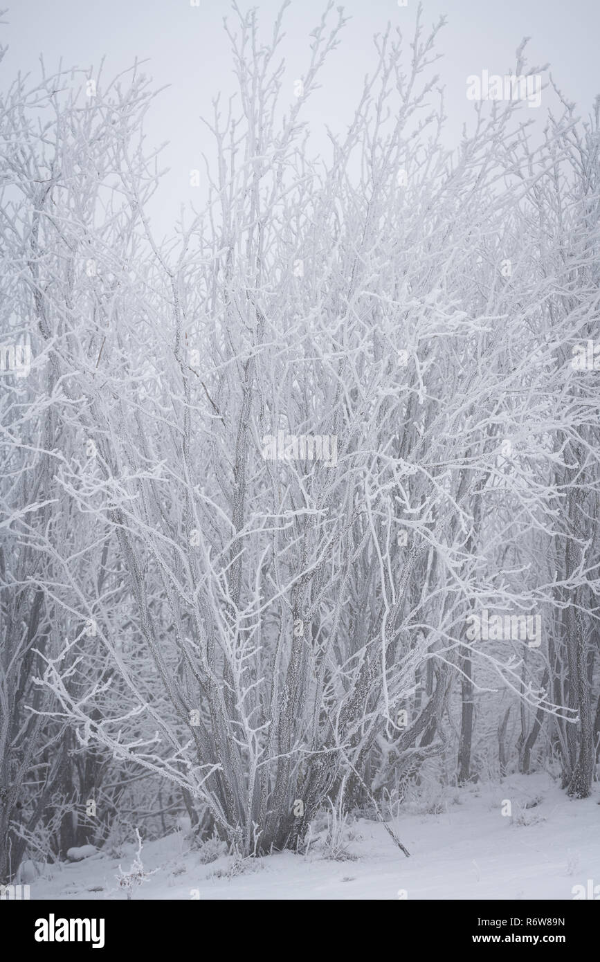 winter landscape with trees and branches covered with hoarfrost Stock ...