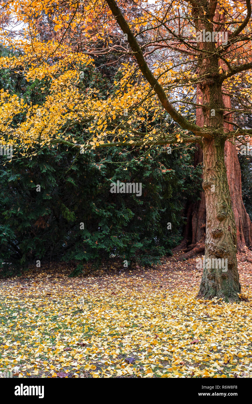 beautiful yellow tree among the other colored trees in a colorful park ...