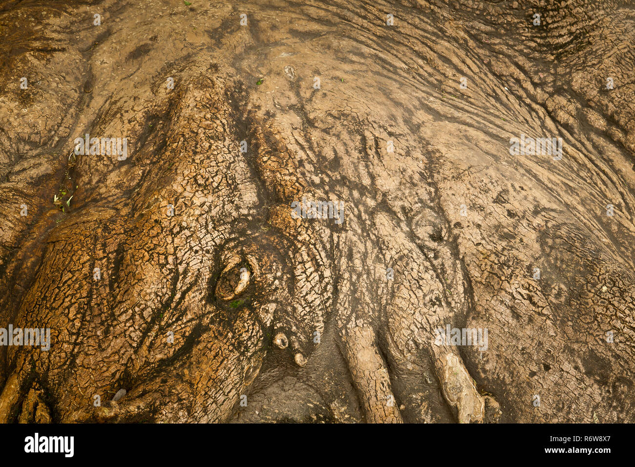 Natural wood structure background Stock Photo - Alamy