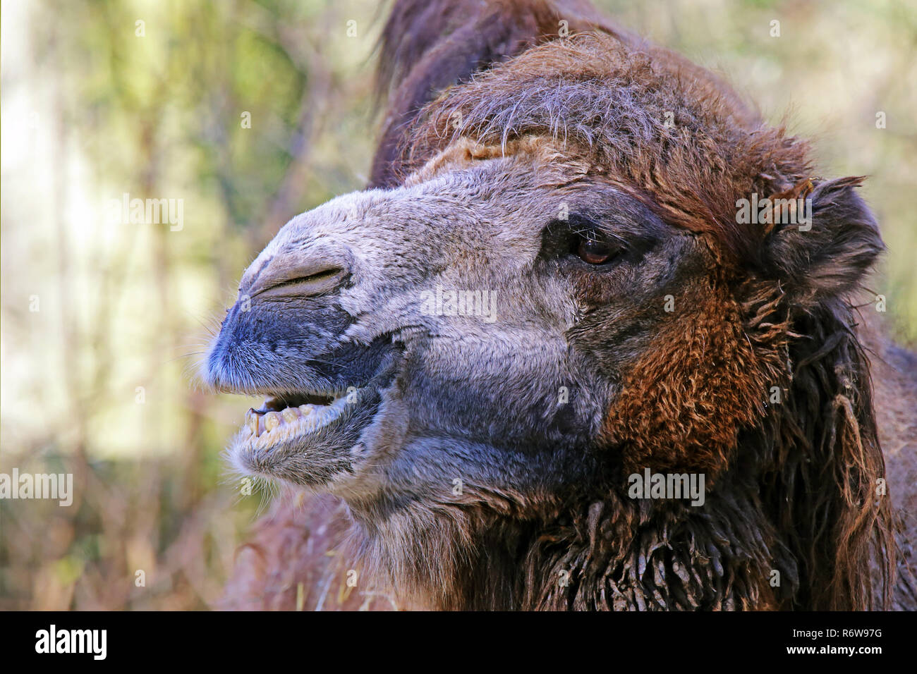 Camel head dummy hi-res stock photography and images - Alamy