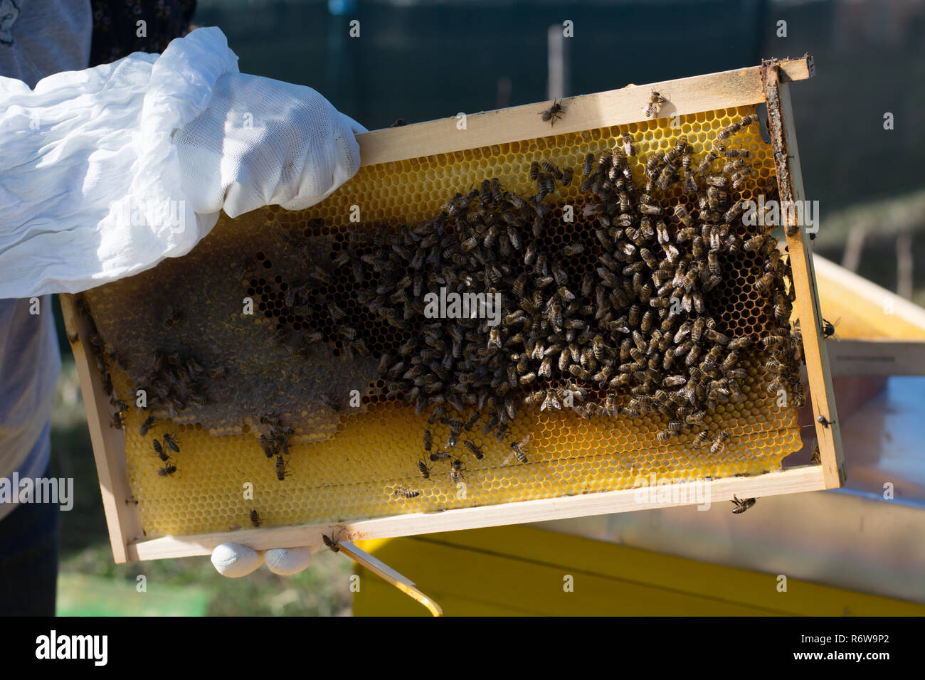 A beekeeper moves frames around inside the bee box Stock Photo - Alamy