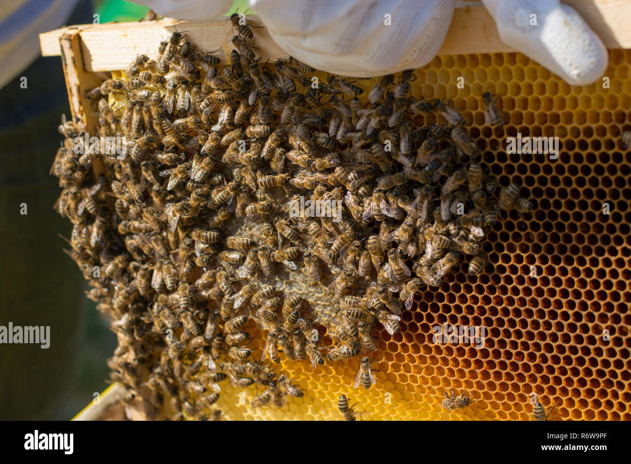 A beekeeper moves frames around inside the bee box Stock Photo - Alamy