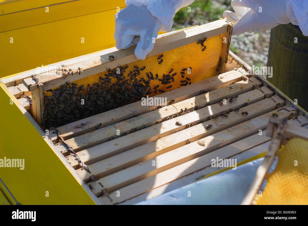 A beekeeper moves frames around inside the bee box Stock Photo - Alamy