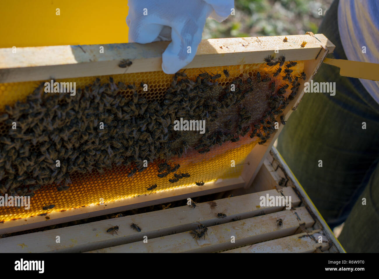A beekeeper moves frames around inside the bee box Stock Photo - Alamy