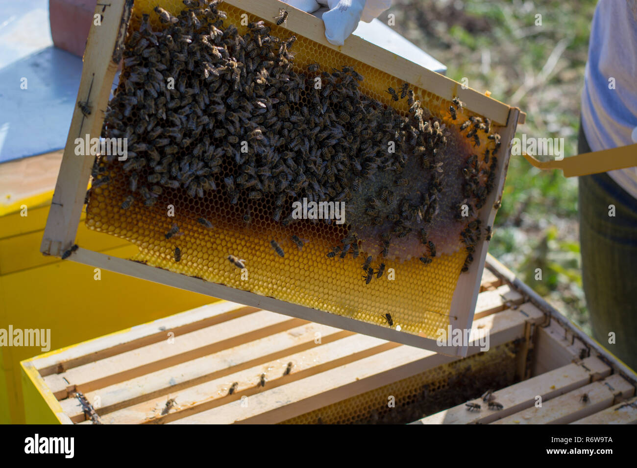 A beekeeper moves frames around inside the bee box Stock Photo - Alamy