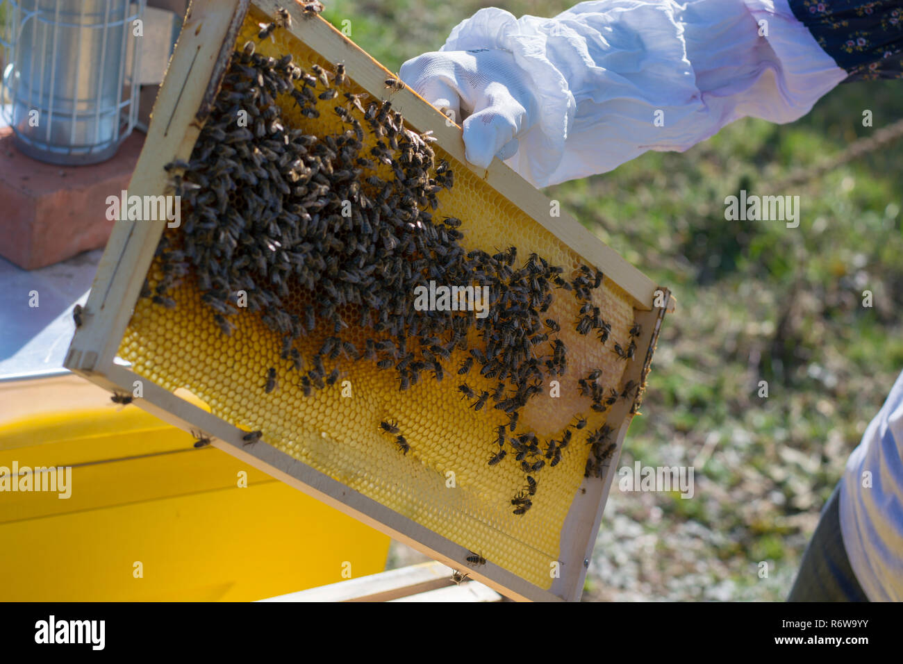 A beekeeper moves frames around inside the bee box Stock Photo - Alamy