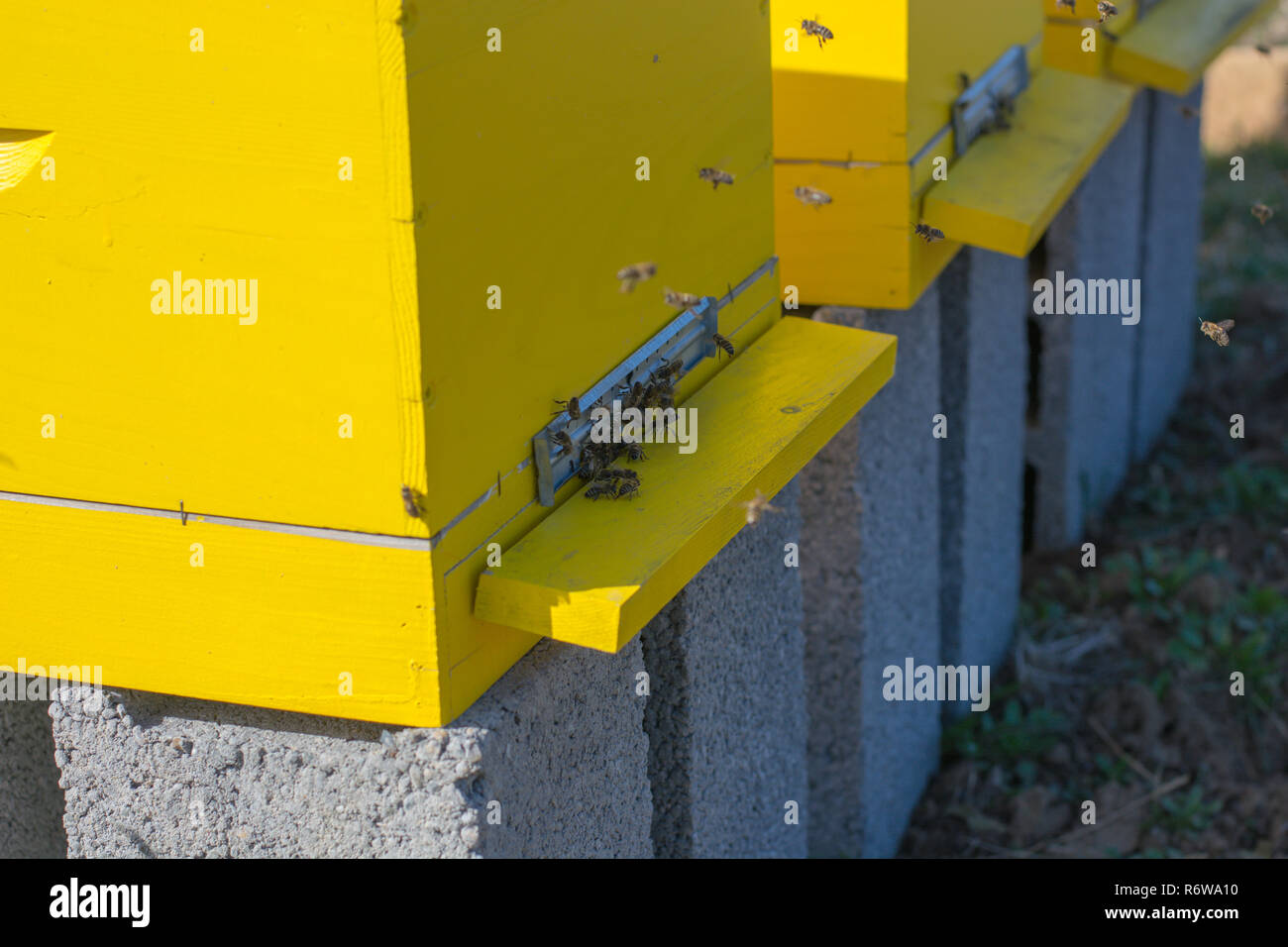 Yellow beehive with working bees Stock Photo - Alamy