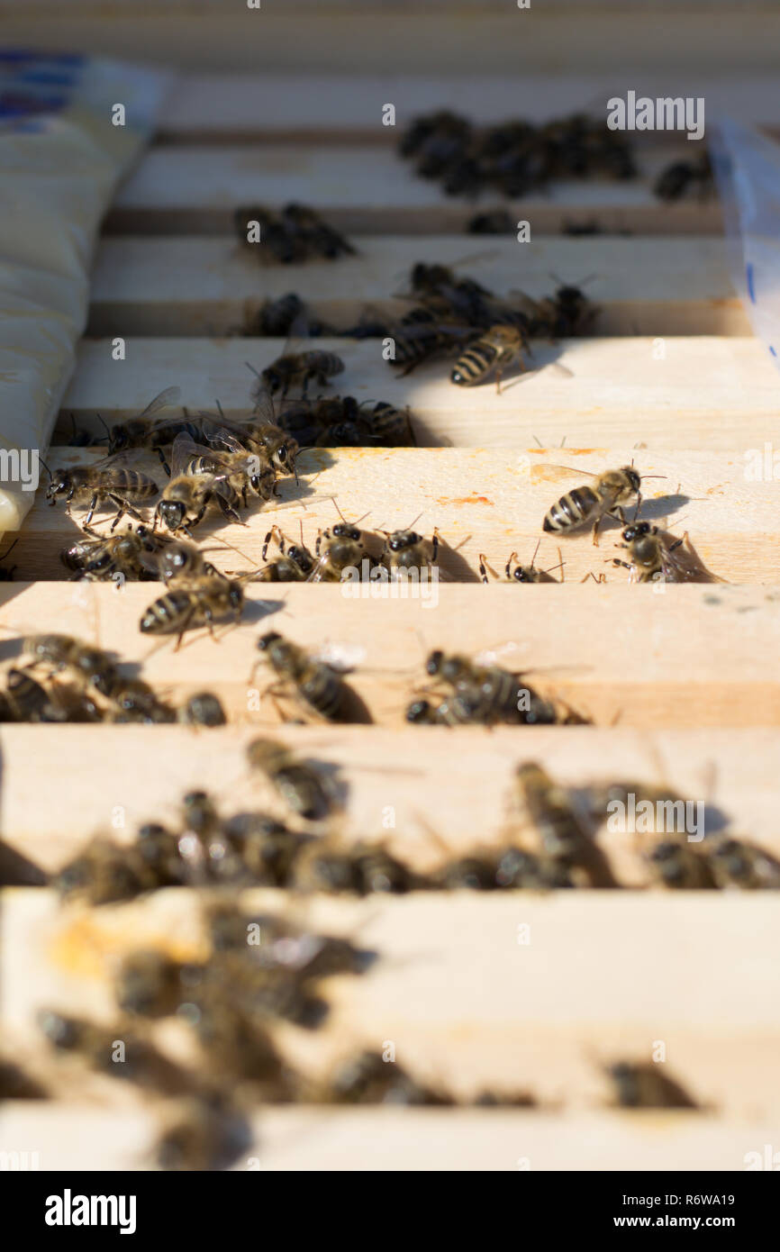 Opened beehive for examing on summer Stock Photo - Alamy
