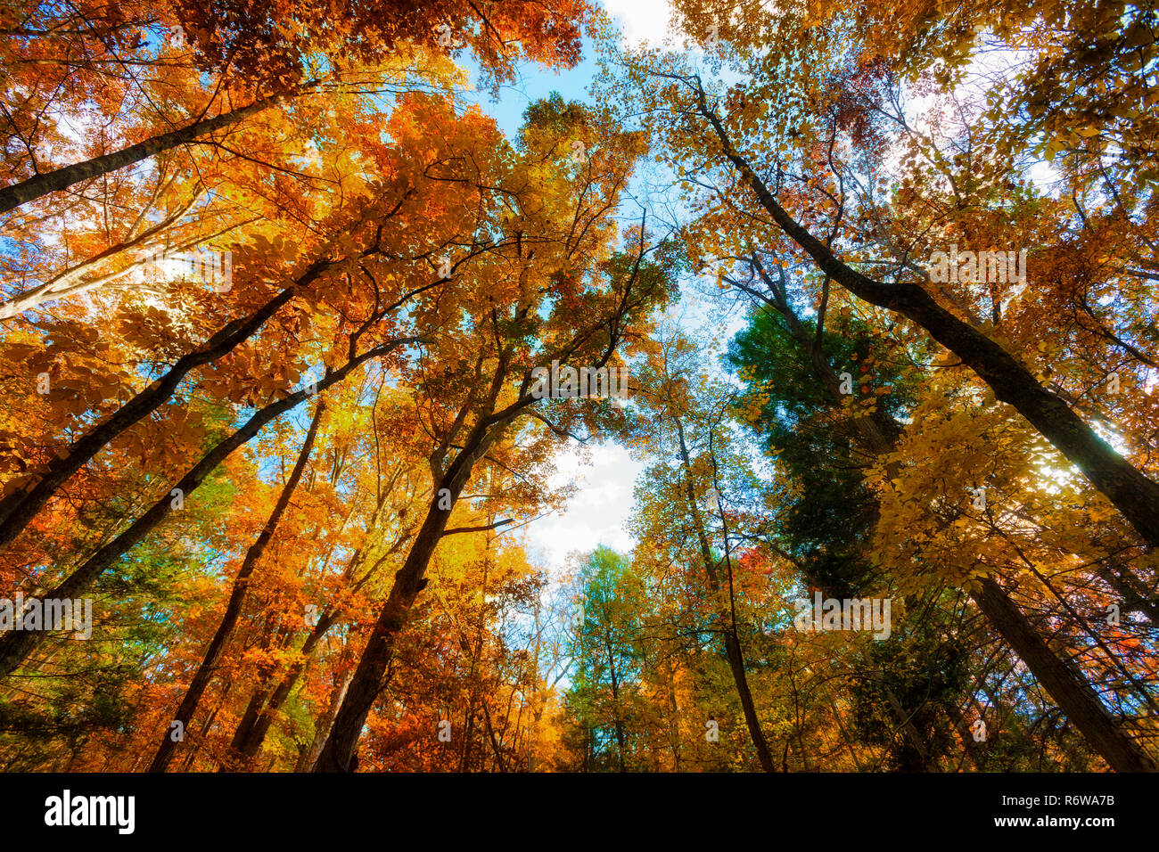 Above tree tops hi-res stock photography and images - Alamy