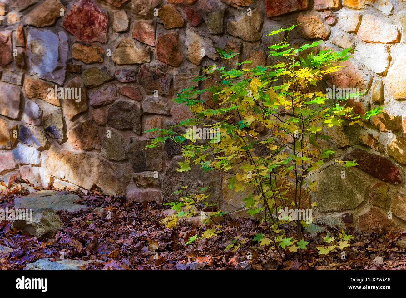 Small bush, it's leaves beginning to turn is lighted by filter sunlight ...