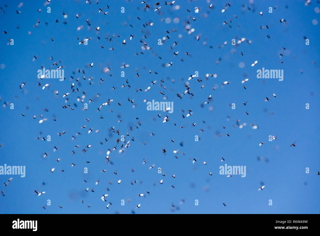 A swarm of flying ants in the field Stock Photo - Alamy
