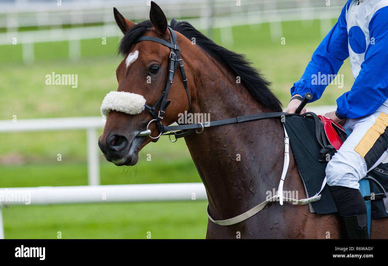 Race horse and jockey on the race track Stock Photo - Alamy