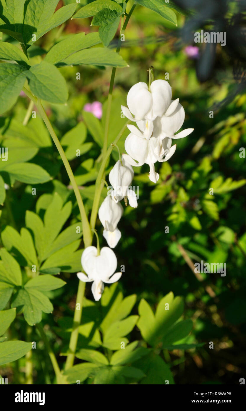 white dicentra flowers Stock Photo - Alamy
