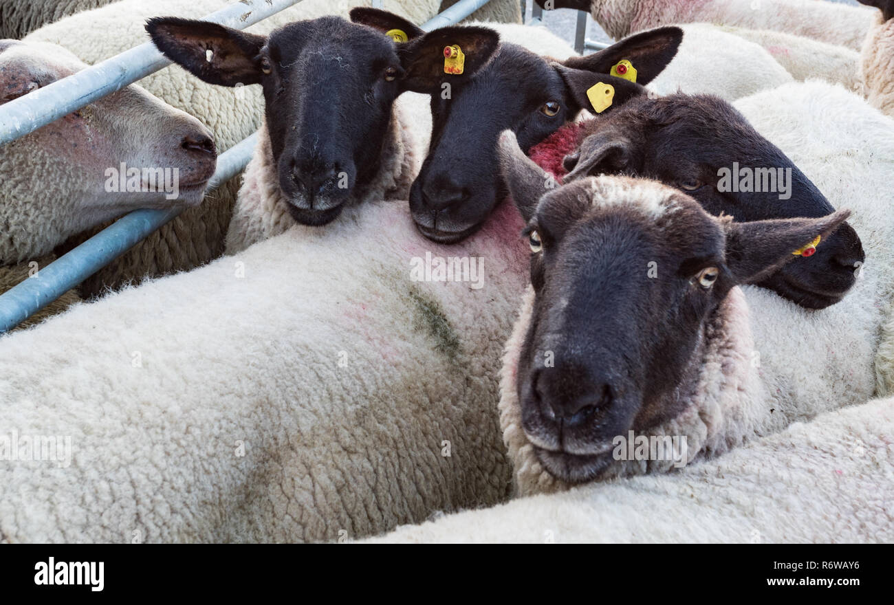 Sheep packed in a metal cage for sale during at a farming market Stock ...