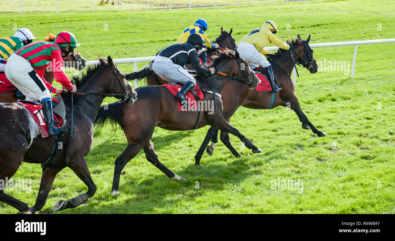 Group of race horses and jockeys racing on the final furlong towards ...