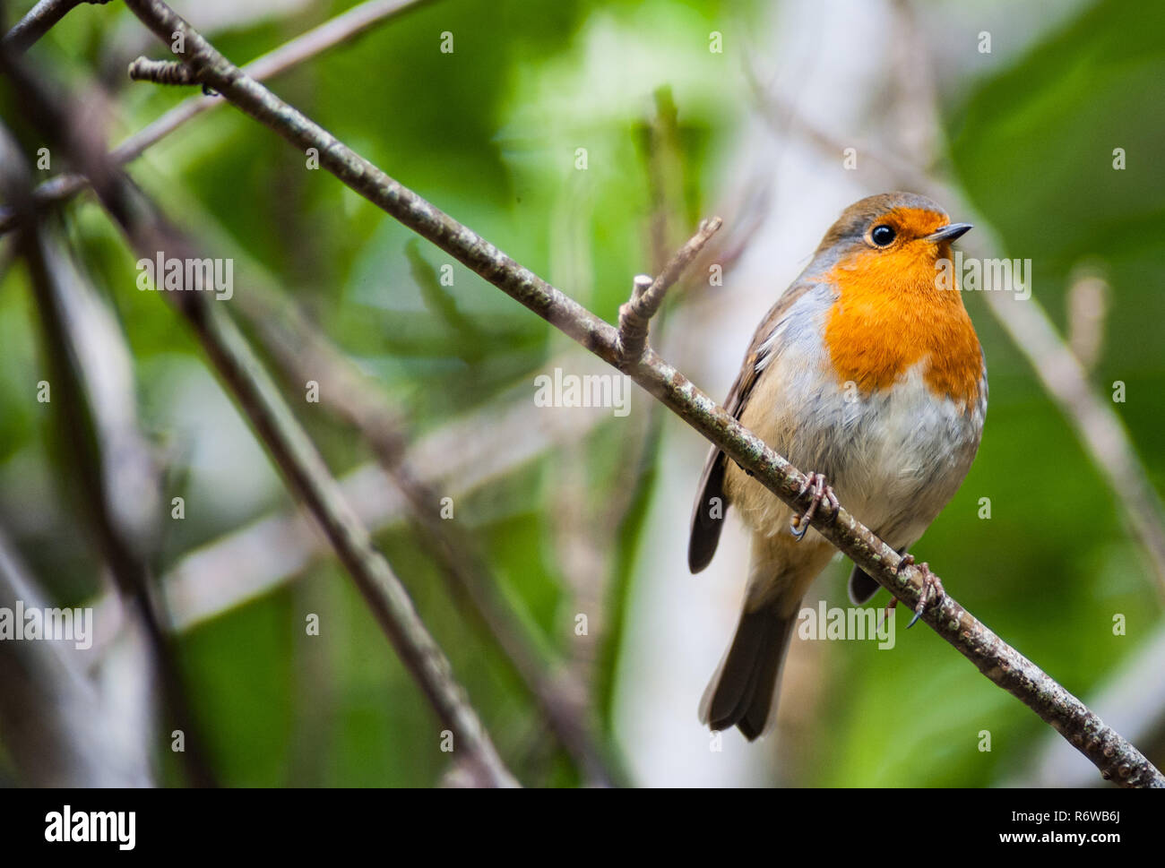 Little red robin bird on a tree twig Stock Photo - Alamy