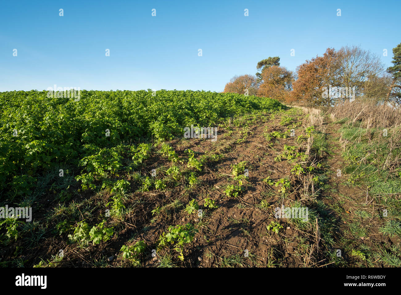 Edge of a crop field Stock Photo - Alamy