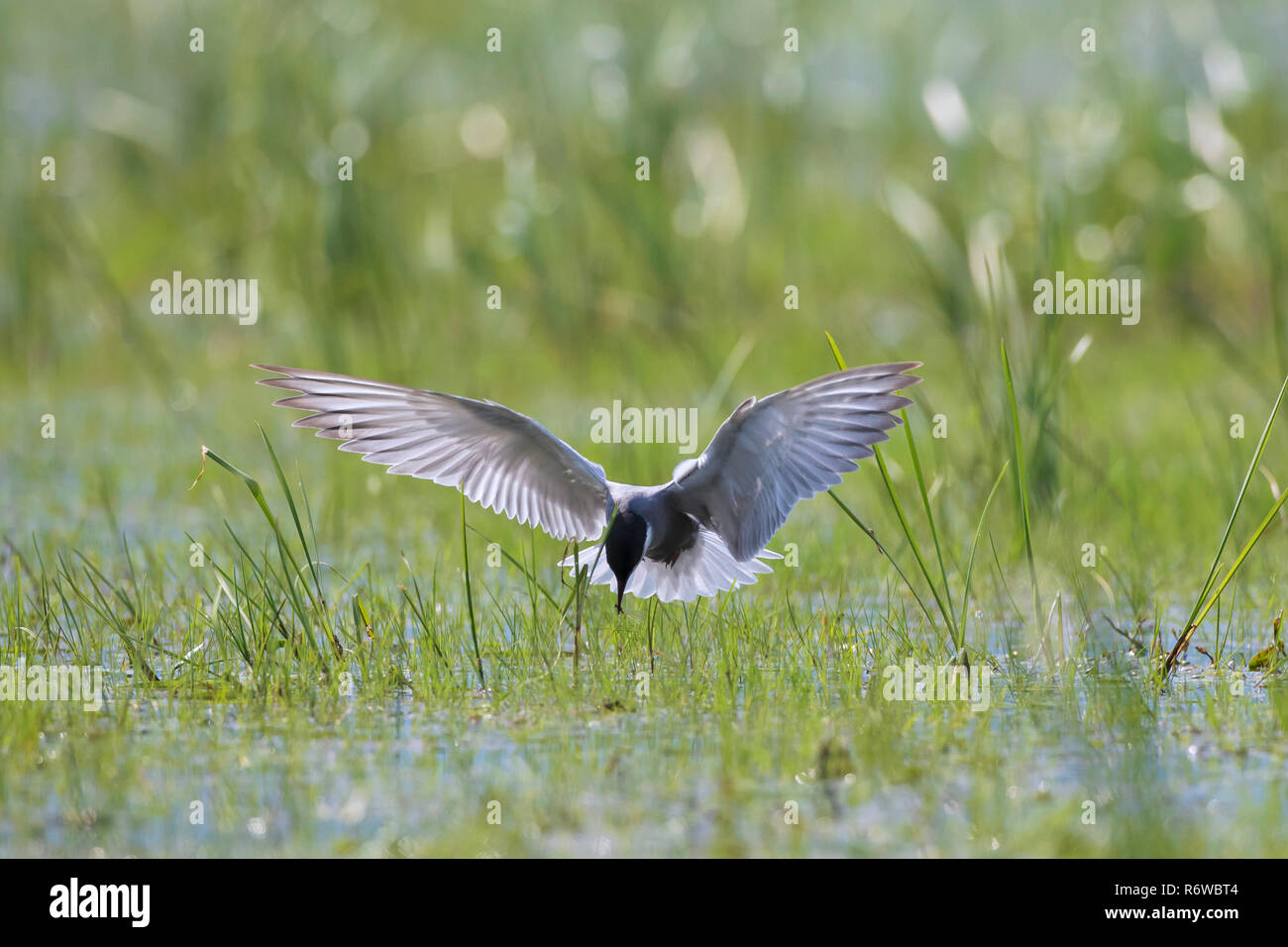 Birds that catch insects in flight hi-res stock photography and images ...