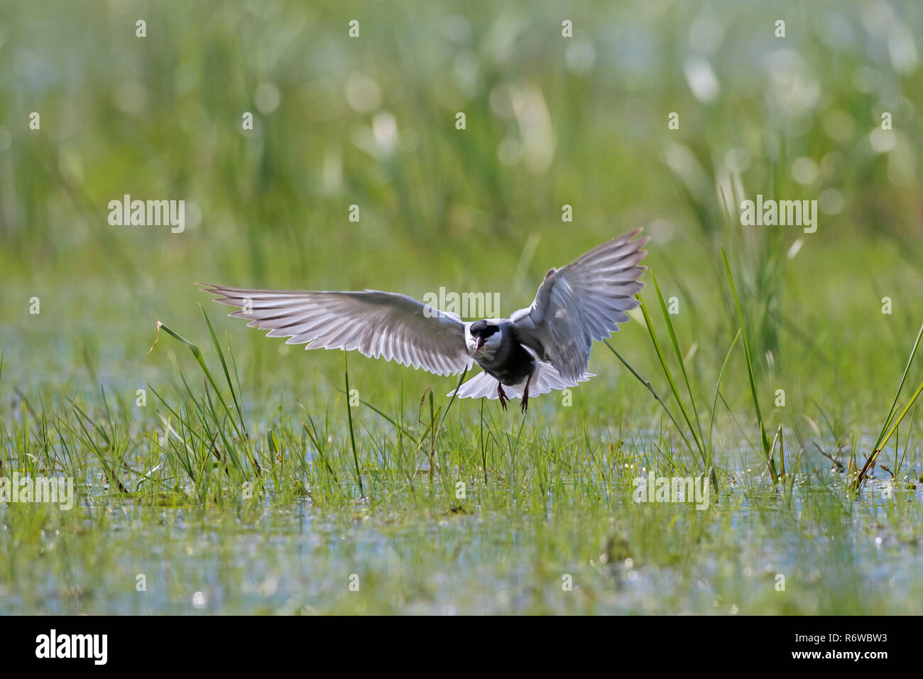 Birds that catch insects in flight hi-res stock photography and images ...
