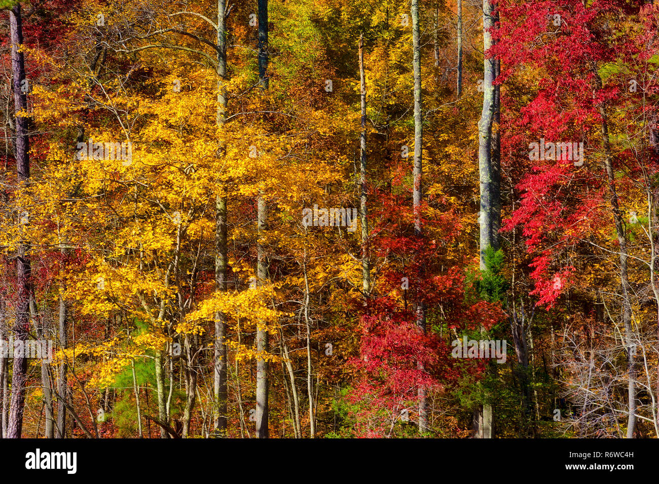 Close up shoreline trees hi-res stock photography and images - Alamy