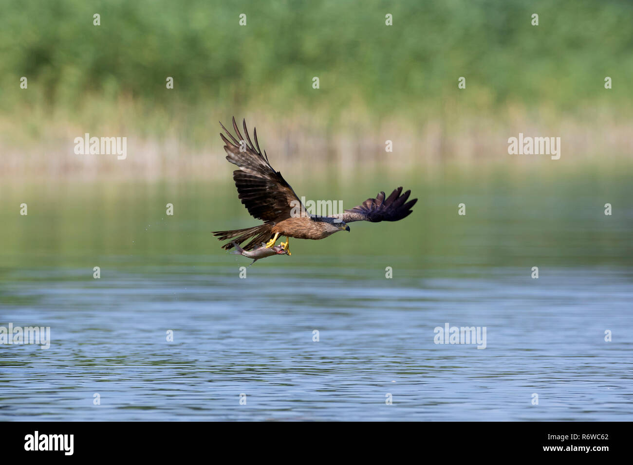 Bird talons hi-res stock photography and images - Alamy