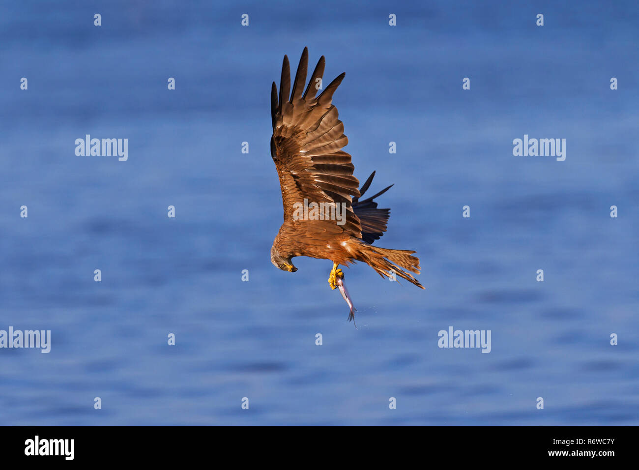 Black kite flying feeding hi-res stock photography and images - Alamy