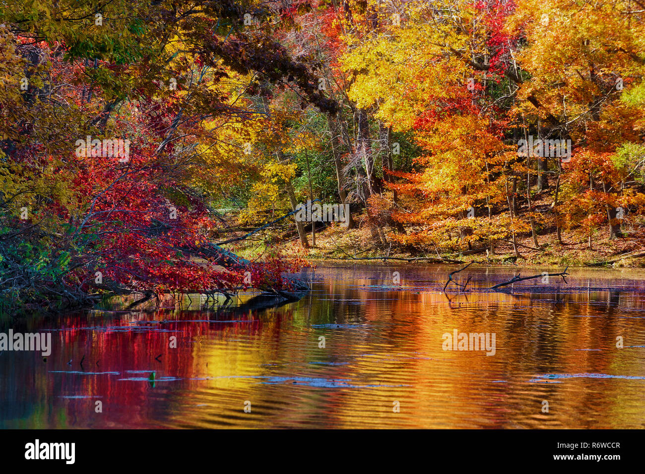 Colorful fall colors reflect along the shoreline of Bay Mountain Lake ...