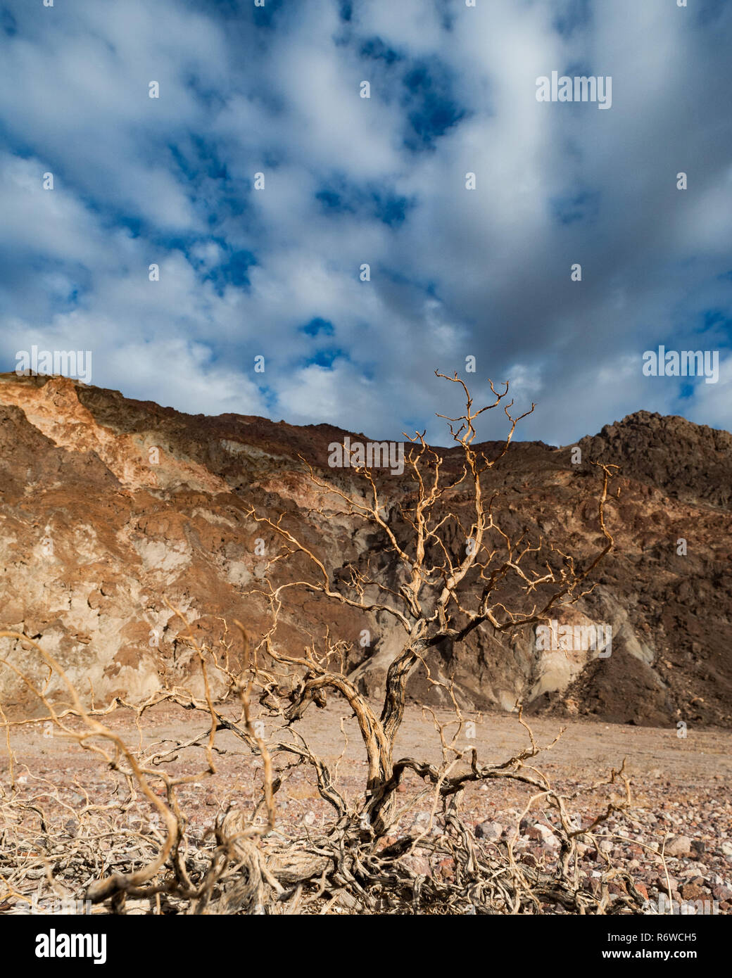 Dead tree landscape in death valley national park Stock Photo - Alamy