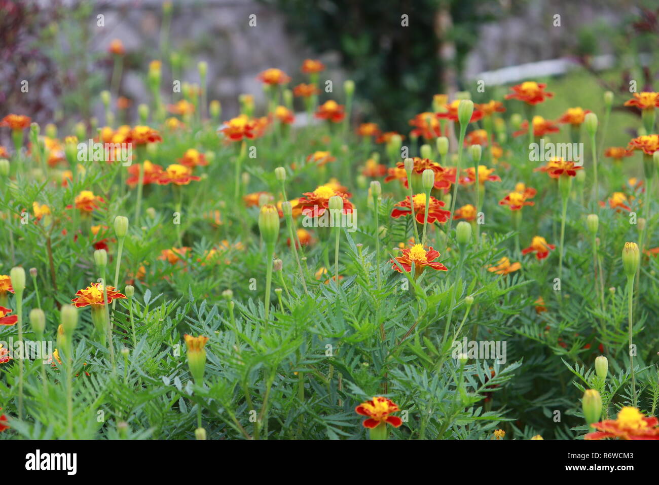 Button flower hi-res stock photography and images - Alamy
