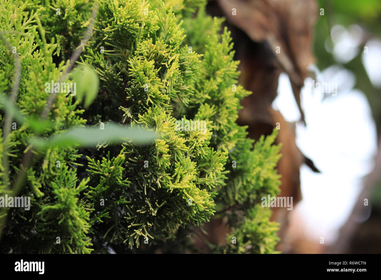 Casuarina hi-res stock photography and images - Alamy