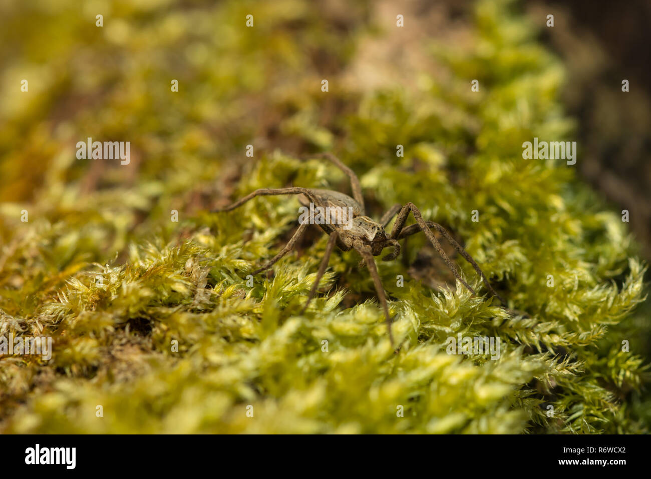 cunning spider in the moss Stock Photo - Alamy