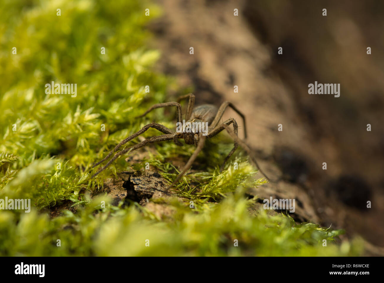 cunning spider in the moss Stock Photo - Alamy