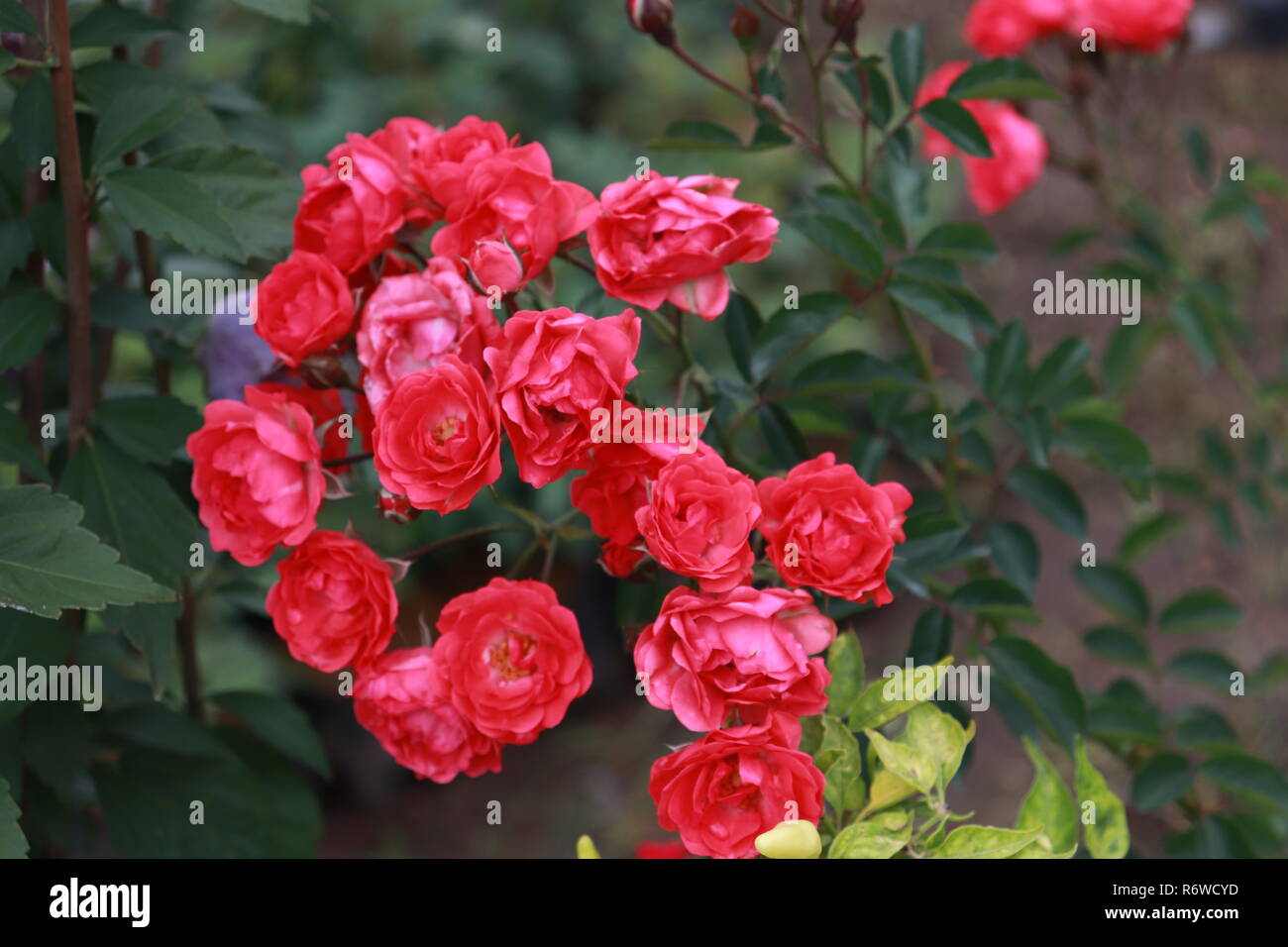 Go rose hi-res stock photography and images - Alamy