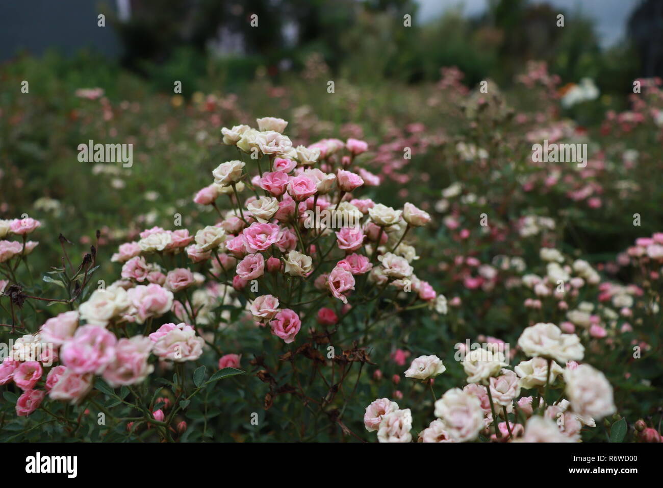 Japanese rose leaf hi-res stock photography and images - Alamy