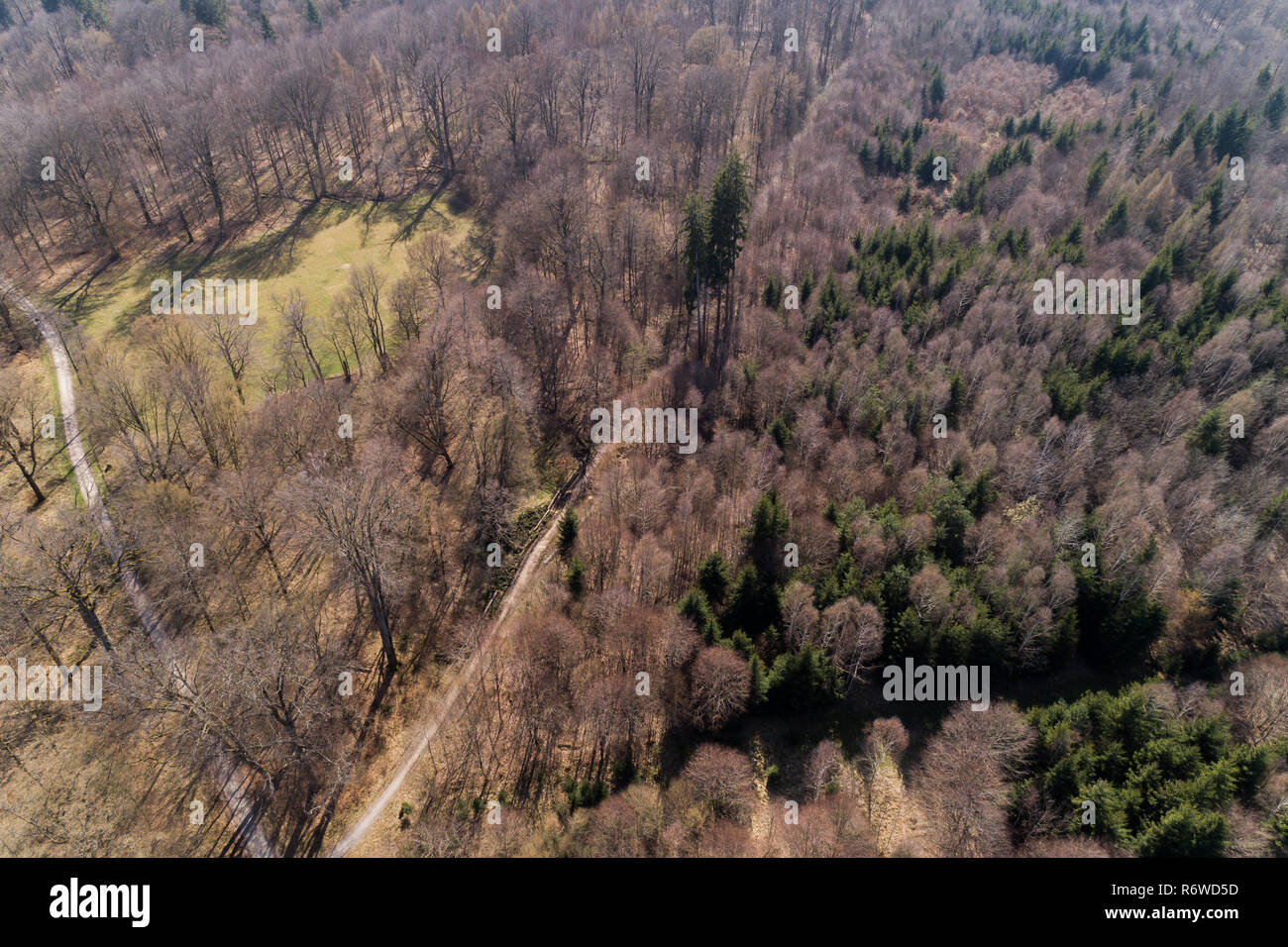 bird's eye view in the mixed forest at the beginning of spring Stock ...
